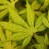 Acer palmatum 'Koyuki' | Koyuki Japanese Maple | plant lust