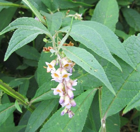 Buddleja limitanea | Buddleja forrestii | Buddleja limitania ...