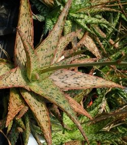 Aloe 'Pink Blush' | Aloe x 'Pink Blush' | Pink Blush Aloe | plant lust