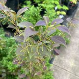 Styrax japonicus 'Evening Light' PP24168 | Styrax japonica 'Evening ...