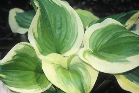 Hosta 'Sweet Innocence' | | plant lust