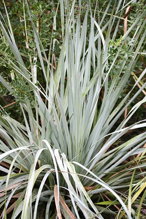 Nolina interrata | plant lust