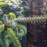 Abies numidica | Algerian Fir | plant lust