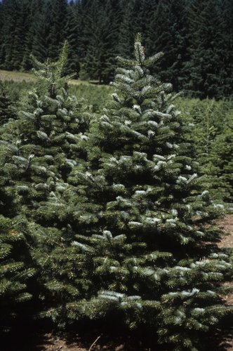 Abies nordmanniana ssp. equi-trojani | Abies bornmuelleriana | Abies ...