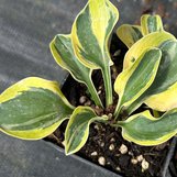 Hosta 'Mighty Mouse' | | plant lust