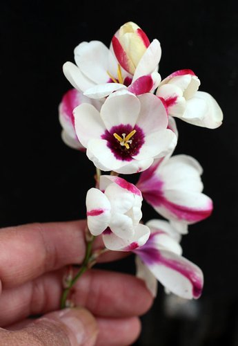 Ixia 'Giant' | Ixia hybrid 'Giant' | plant lust