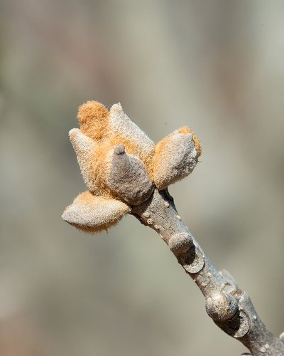 Fraxinus chinensis | Chinese Ash | Korean Ash | plant lust