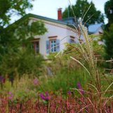 Persicaria amplexicaulis 'Firetail' | Bistorta amplexicaulis 'Firetail ...