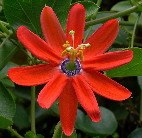 Passiflora manicata | Passiflora manicata 'Red' | Red Passion Flower ...