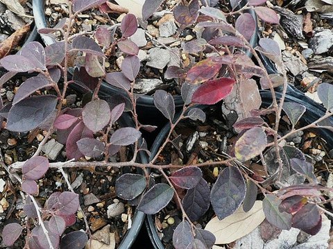 Loropetalum chinense var. rubrum Plum Delight® | Loropetalum chinense ...