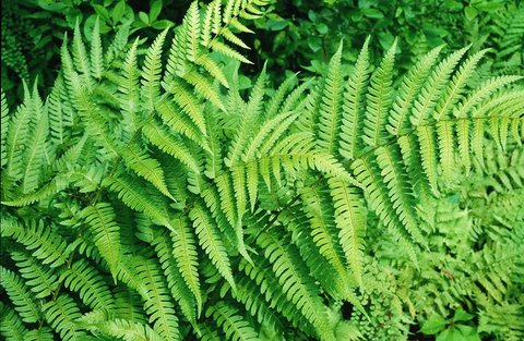 Dryopteris ludoviciana | Southern Shield Fern | Southern Wood Fern ...