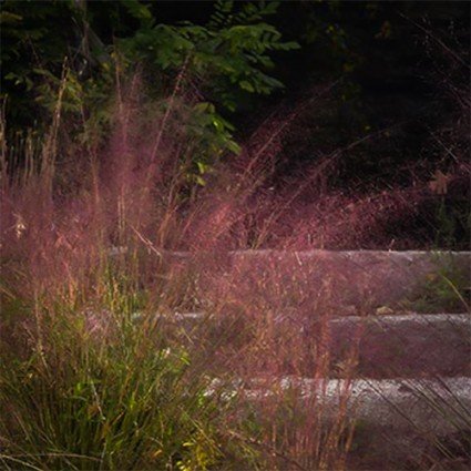 Muhlenbergia reverchonii Undaunted® | Muhlenbergia reverchonii ...
