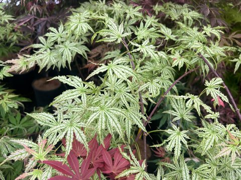 Acer palmatum 'Spring Blast' | | plant lust