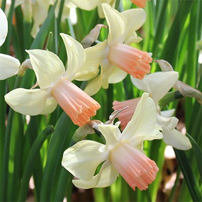 Narcissus 'Prototype' | Narcissus cyclamineus 'Prototype' | Prototype ...