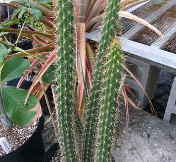 Harrisia from multiple nurseries on Plant Lust