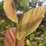 Hamamelis mollis | Chinese Witch Hazel | plant lust