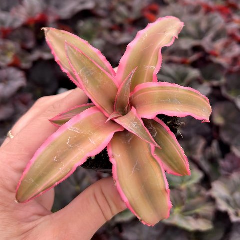 Cryptanthus bivittatus 'Pink Starlite' | Cryptanthus bivittatus 'Pink ...