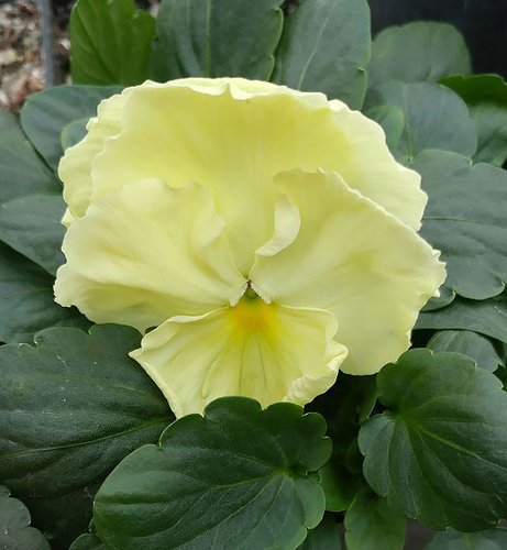 Viola 'Pure Primrose' | Pure Primrose Pansy | plant lust