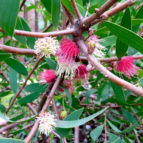 Hakea obtusa | plant lust