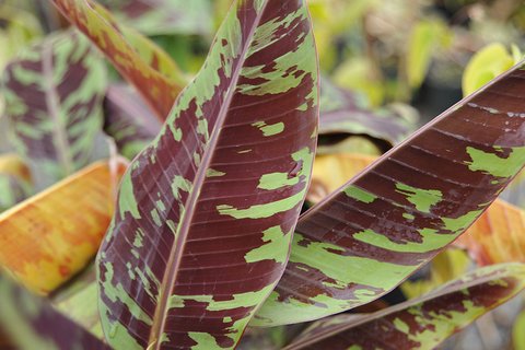 Musa acuminata 'Zebrina' | Musa acuminata ssp. zebrina | Musa sumatrana ...