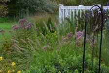 Pennisetum alopecuroides 'Foxtrot' | Foxtrot Fountain Grass | plant lust