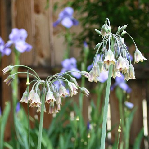 Allium siculum | Allium bulgaricum | Allium dioscoridis ...