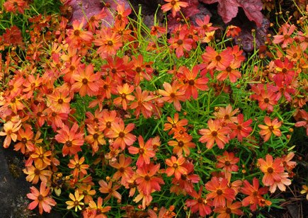 Coreopsis 'Tropical Lemonade' PP19393 | Tropical Lemonade Hybrid ...