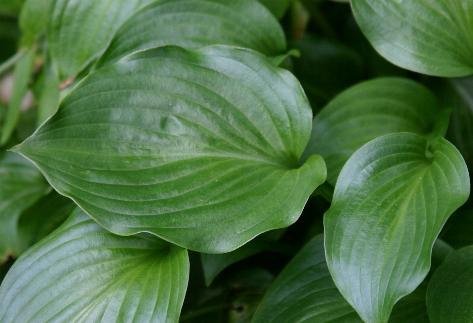 Hosta 'Rock Happy' | plant lust