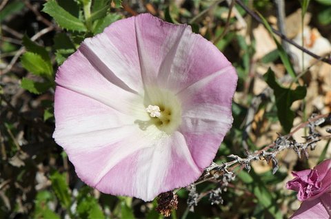 Calystegia macrostegia | California Morning Glory | plant lust