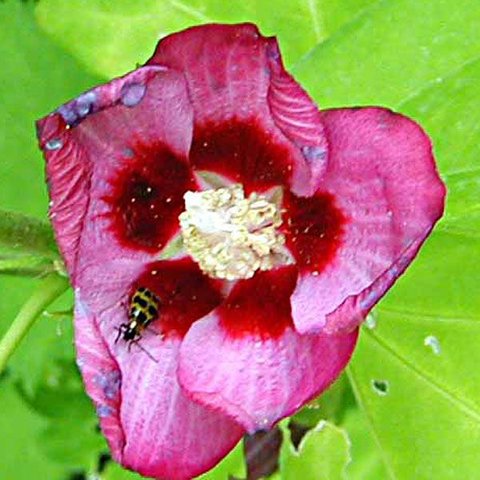 Hibiscus syriacus Pink Giant | Hibiscus syriacus 'Pink Giant' | Pink ...