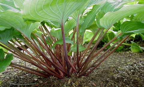 Hosta 'Chopsticks' | | plant lust