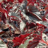 Begonia 'Black Magic' | | plant lust