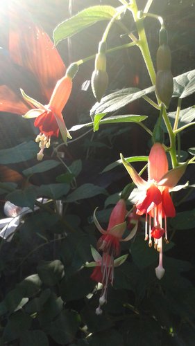 Fuchsia 'Chang' | plant lust