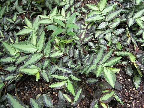 Pellionia repens | Elatostema repens | Pellionia daveauana | Rainbow ...