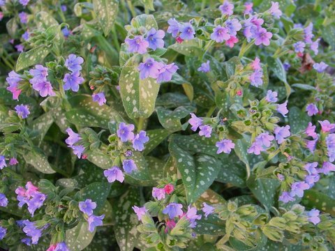 Pulmonaria saccharata 'Mrs. Moon' | Pulmonaria 'Mrs. Moon' | plant lust
