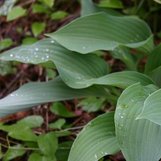 Hosta 'Salute' | | plant lust
