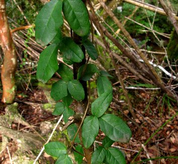Boquila from multiple nurseries on Plant Lust