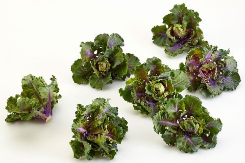 Mistletoe Kalette | plant lust