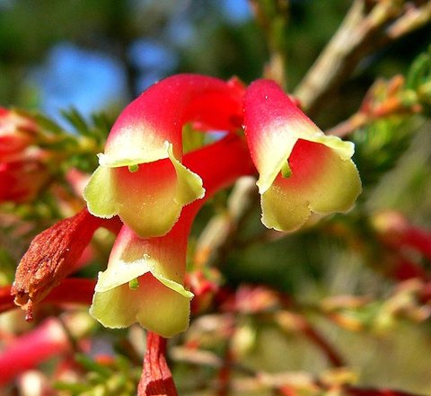 Erica versicolor | Outeniqua Heath | plant lust