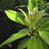 Illicium anisatum | Anise Shrub | Japanese Anise | Japanese Star-Anise ...