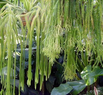 Phlegmariurus from multiple nurseries on Plant Lust