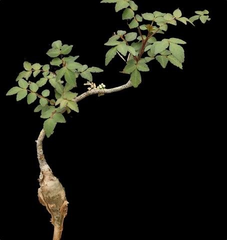 Bursera aff. aptera [caudiciform] | Bursera cf aptera | plant lust