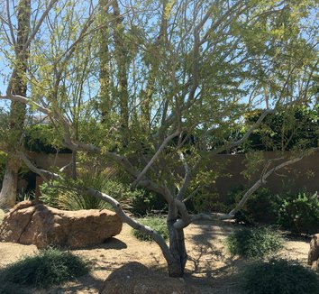 Olneya from multiple nurseries on Plant Lust