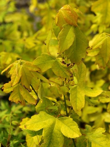 Acer buergerianum 'Ata Golden' | Ata Golden Trident Maple | plant lust