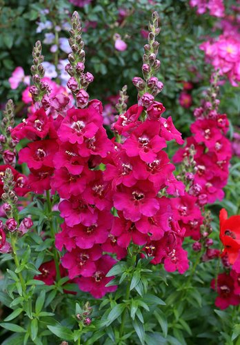 Antirrhinum majus 'Chantilly Purple' | plant lust