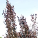 Fagus sylvatica 'Dawyck Purple' | Dawyck Purple Beech | Dawyck Purple ...