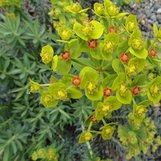 Euphorbia rigida | Gopher Plant | Rigid Spurge | plant lust