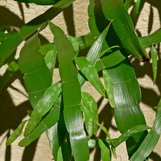 Homalocladium platycladum | Centipede Plant | Ribbon Bush | Ribbon ...