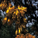 Sophora microphylla 'Sun King' | Kowhai | plant lust