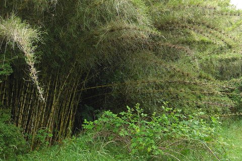 Chusquea culeou | Chusquea culeo | Chilean Feather Clumping Bamboo ...